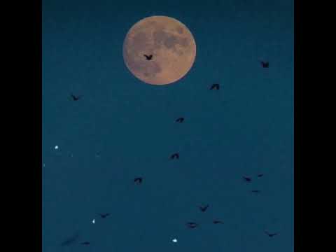 Söz&SƏS  GULNAR YAZAR