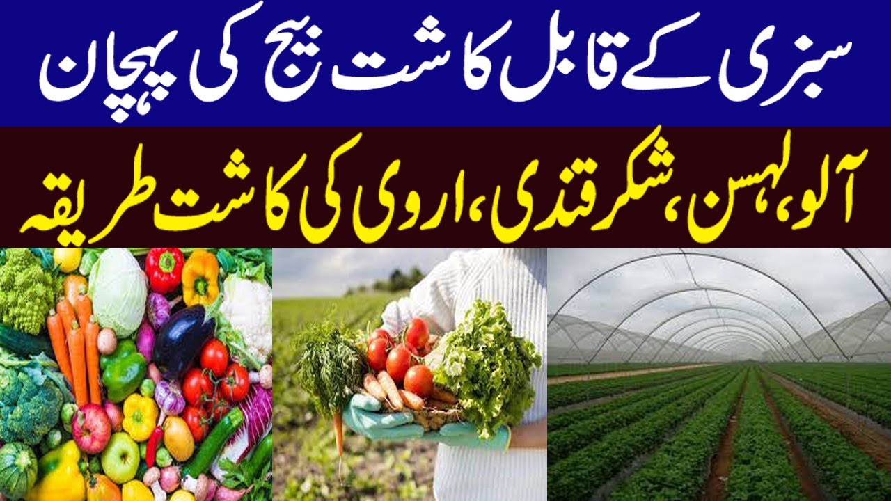 Top=2 Vegetable Farming In In Pakistan | Vegetable Farming From its ...
