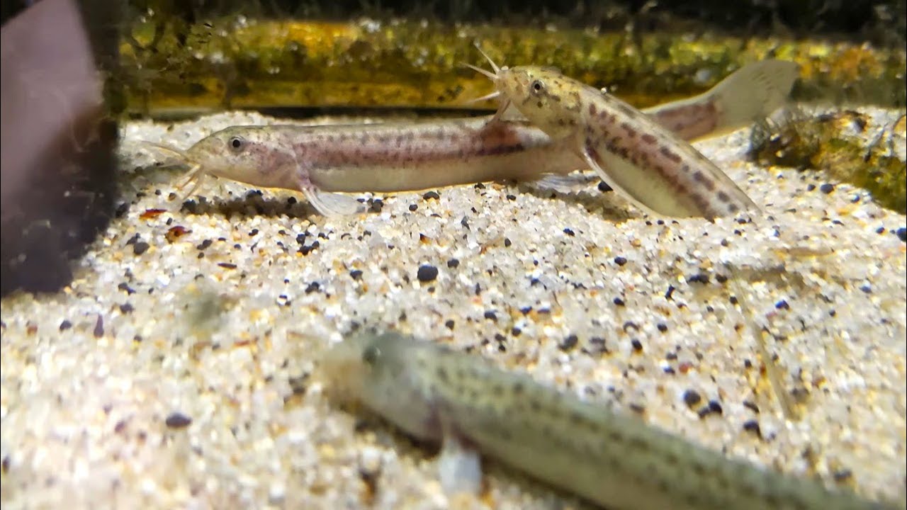 ドジョウ,青森県営浅虫水族館,Japanese weatherfish,Asamushi Aquarium,Aomori,Japan ...