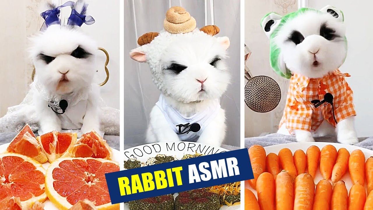 RABBIT EATING ORANGE | EATING APPLE SOUNDS | MY FUNNY PET - YouTube