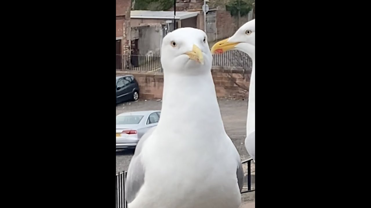 day 18 of feeding my pet seagull to gain his trust - YouTube