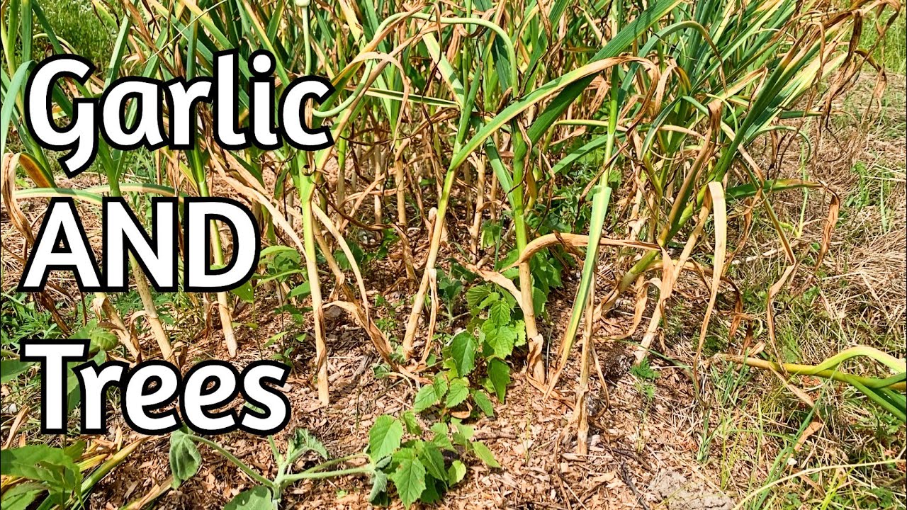 Garlic Guild - Tree Nursery and Garlic Production! - YouTube