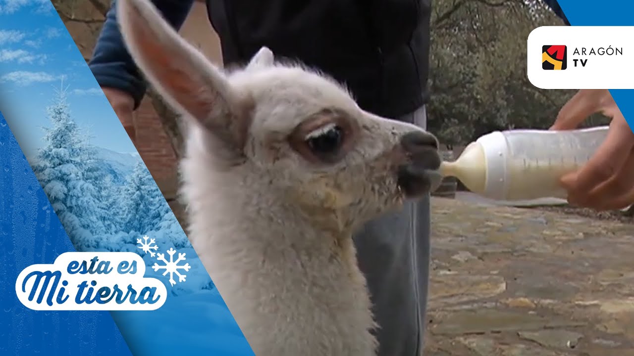 Un huarizo en una granja de Barbastro - YouTube