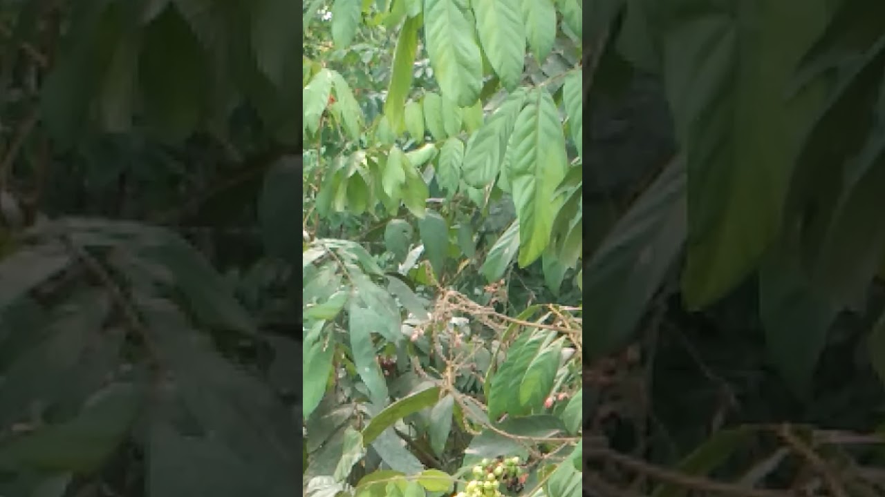 Pohon katilayu - YouTube