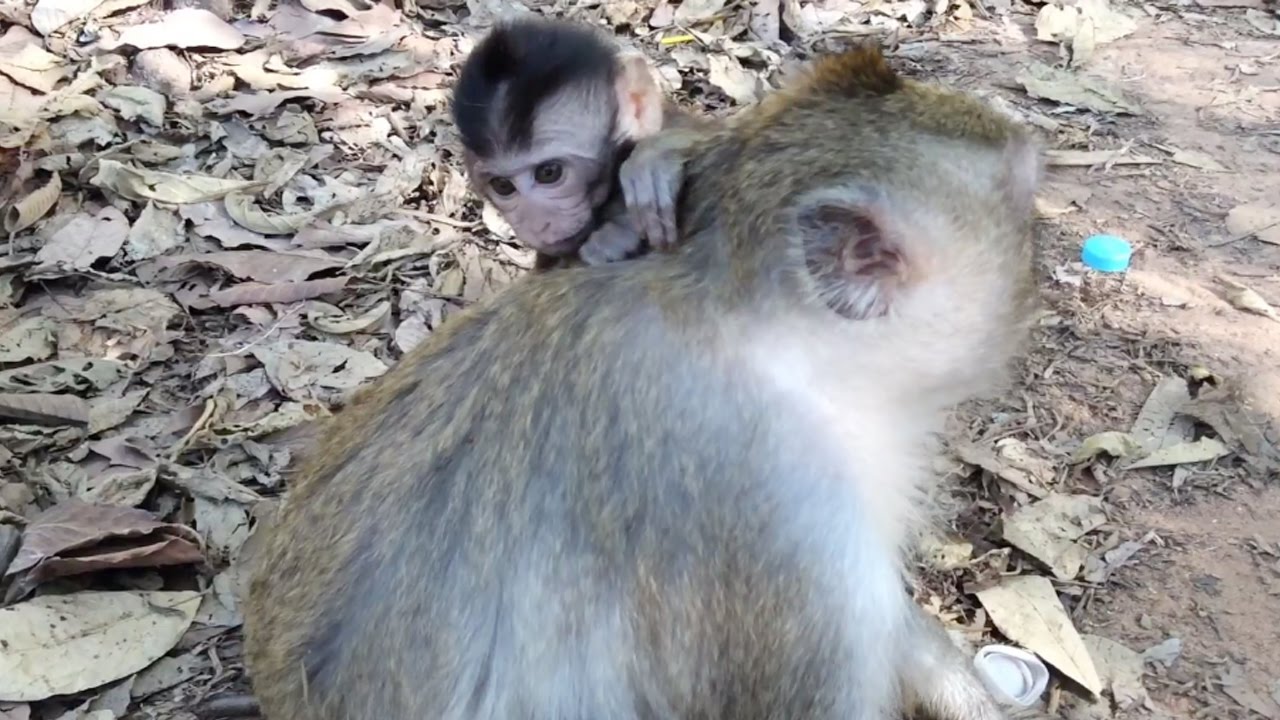 Cute Little Baby Monkey With Mommy Monkey - Tube BBC - YouTube