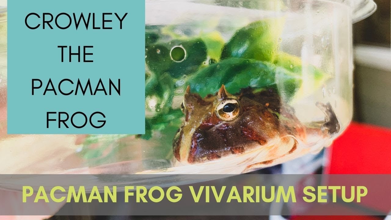 Pacman Frog Setup | Natural Planted Vivarium | New Pet! - YouTube