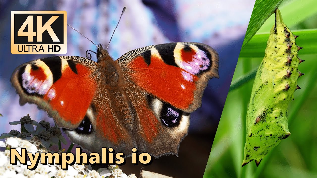 European peacock butterfly (Nymphalis io) - YouTube