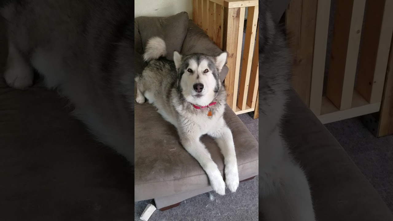 Howling Malamute - YouTube