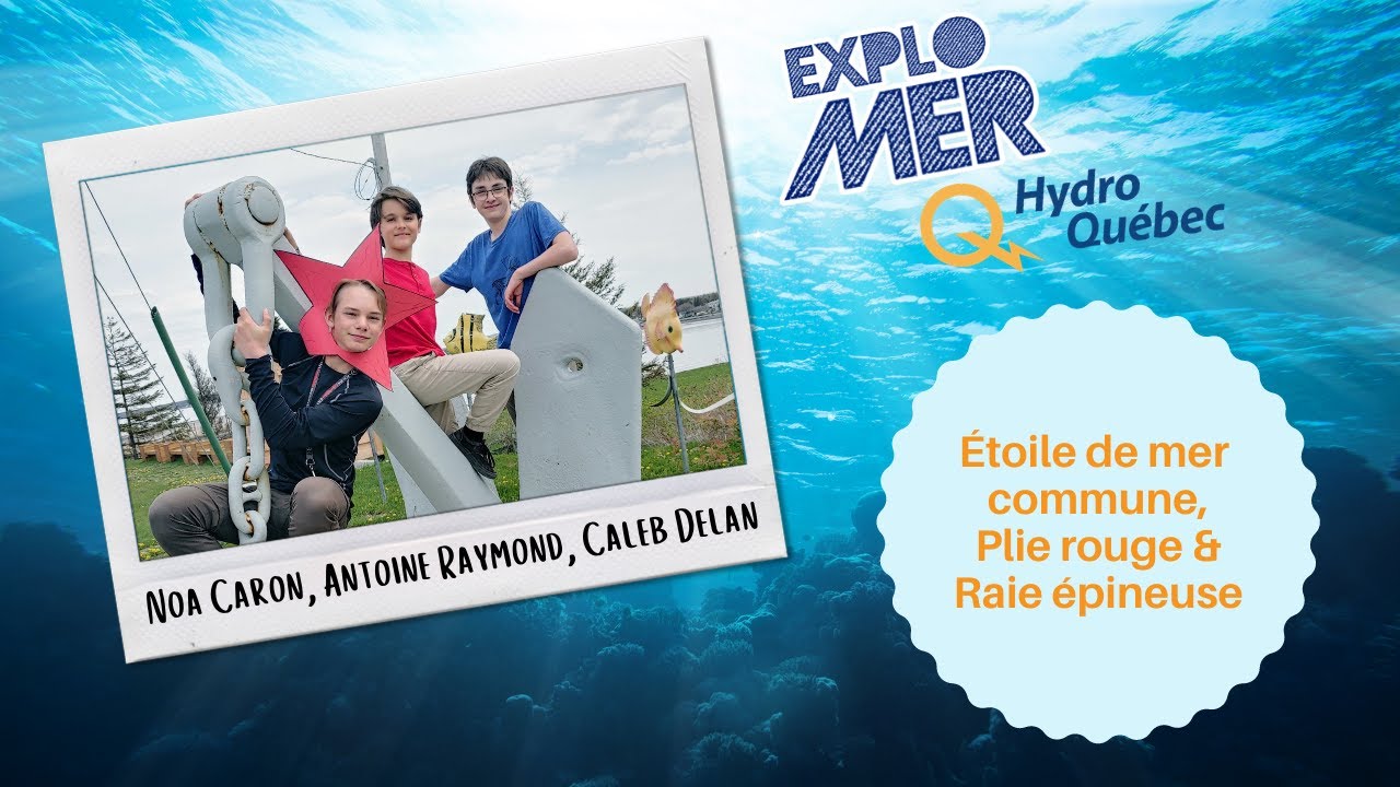 L'Étoile de mer commune, la Plie rouge et la Raie épineuse par Noa ...