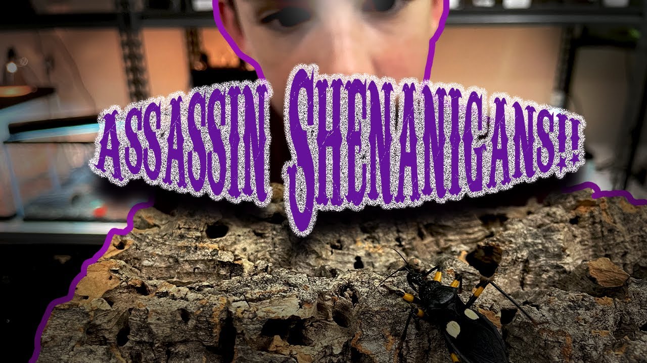 Assassin Bug Care: Platymeris biguttatus!! - YouTube