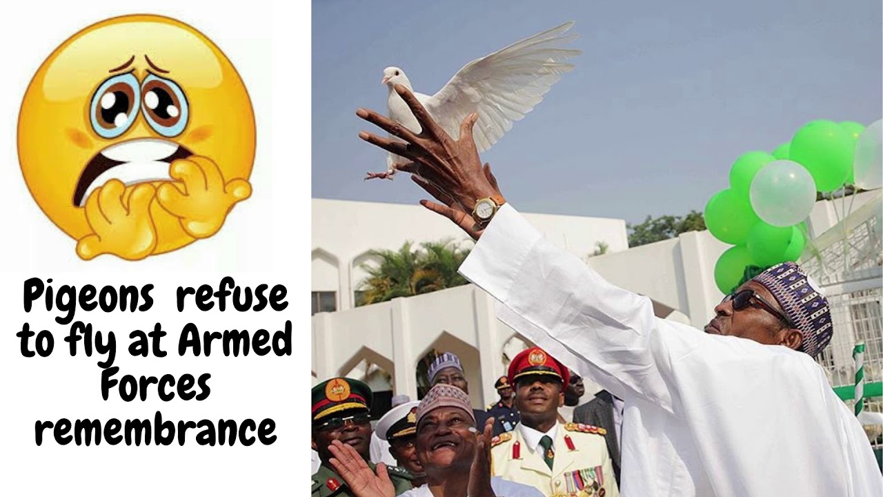 THE PIGEONS IN NIGERIA ON STRIKE ON ARMED FORCES REMEMBRANCE DAY - YouTube