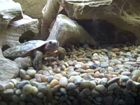 Lizard Vs Turtle - YouTube