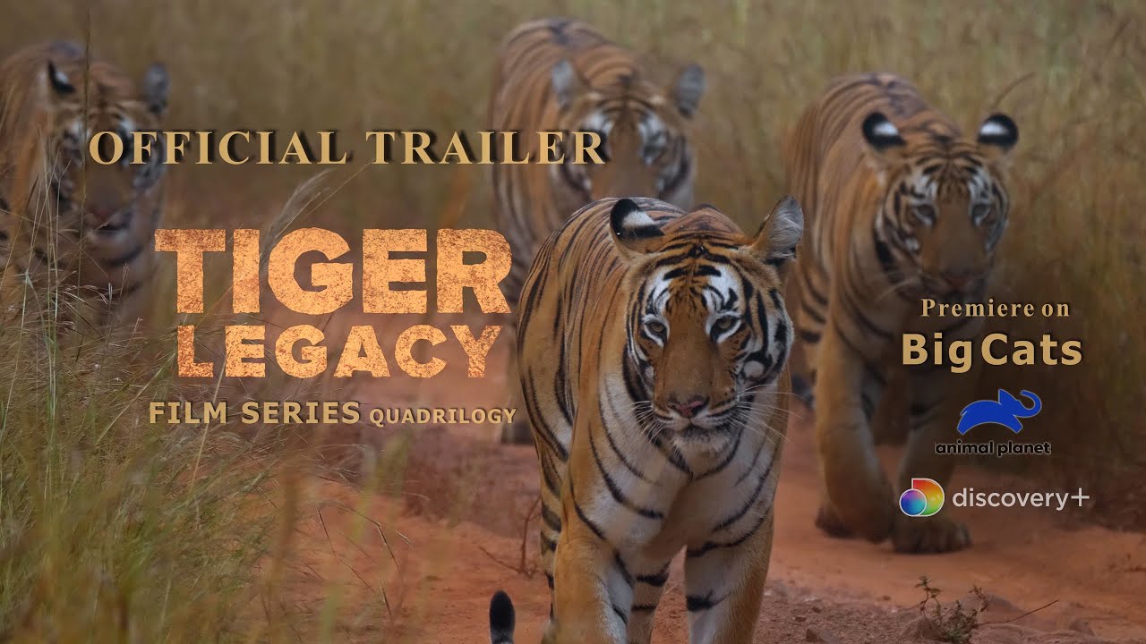 TIGER LEGACY series released in Cannes,France "Jewels of India ...