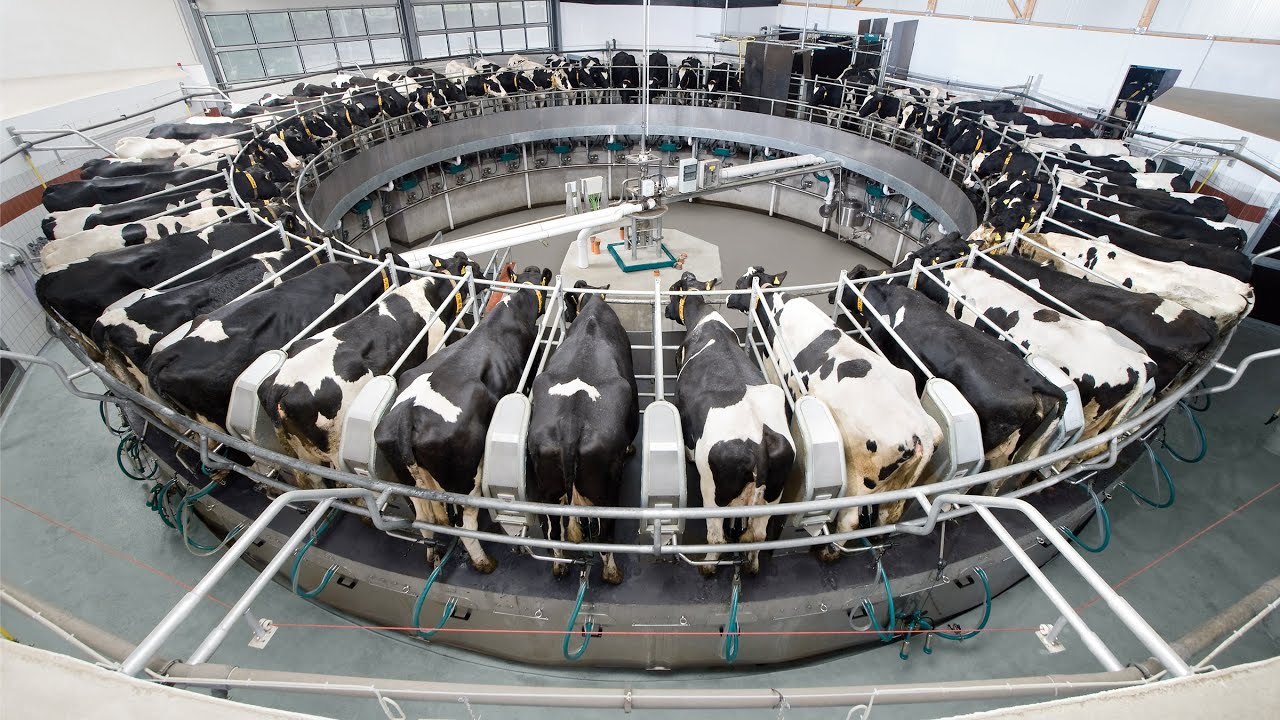 24-7 Milking with a Rotary Milking System / Automated Milking with GEA ...