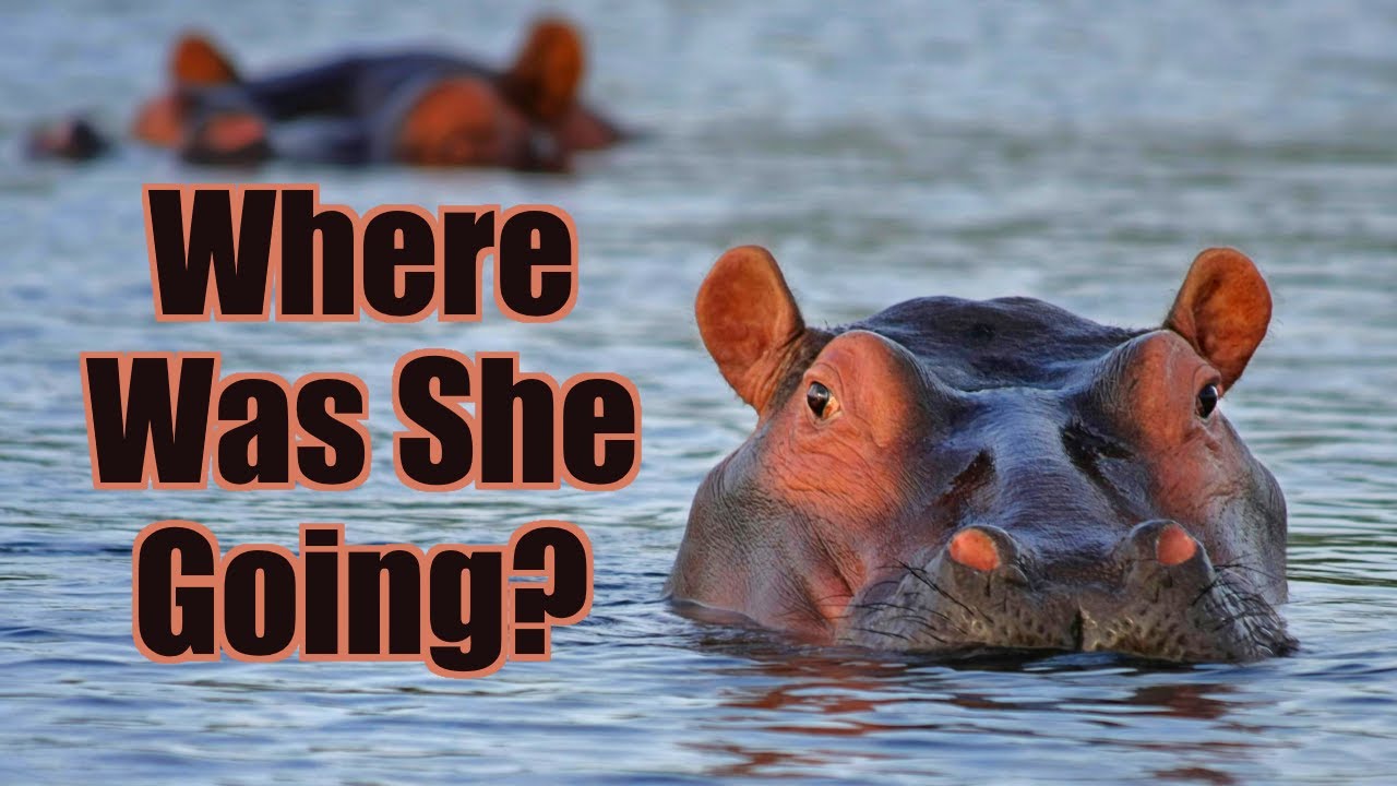 The incredible journey (and unsolved mystery) of Huberta the Hippo ...