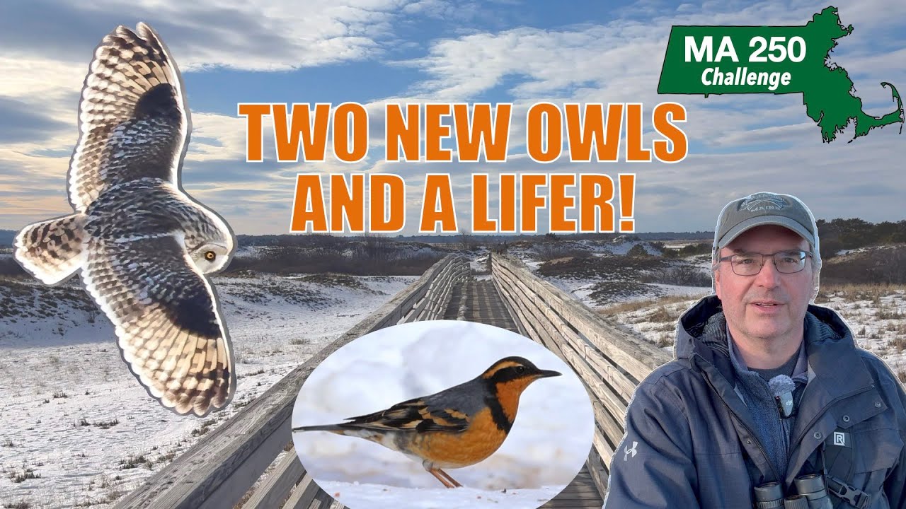 Two new owl species and a rare visitor from the west coast! - YouTube