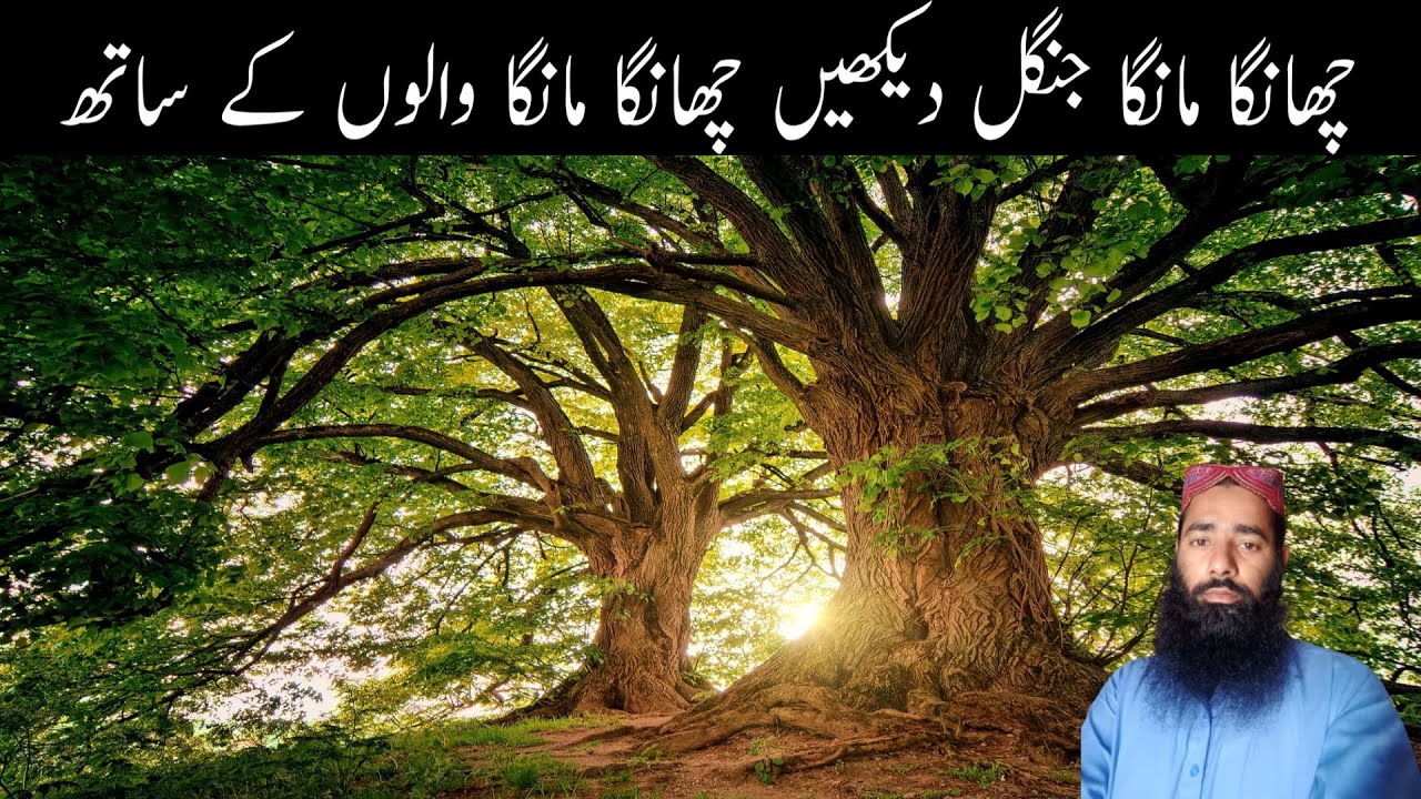 Watch Changa Manga Jungle with Changa Manga Jungle People | چھانگا ...