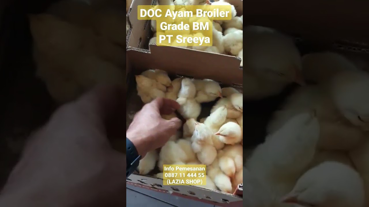 DOC Ayam Broiler Grade BM - YouTube