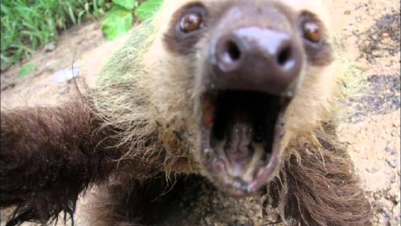 Sloth Rage Mix - YouTube