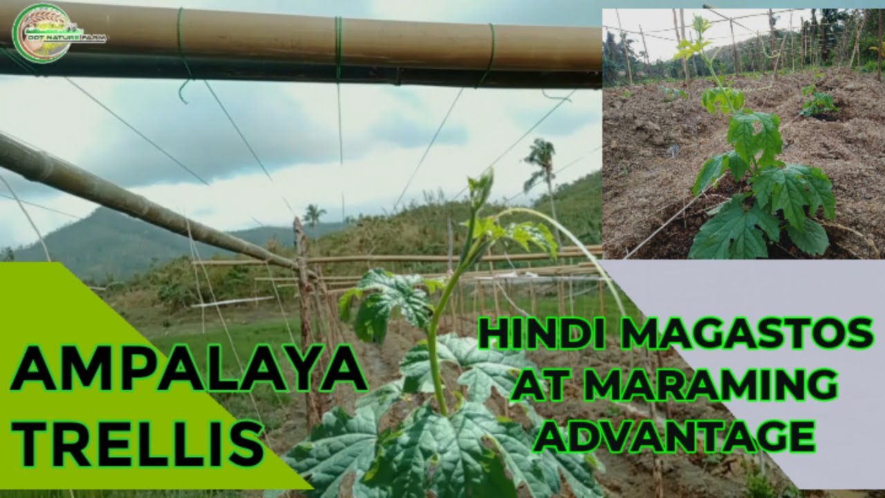 Ampalaya Trellis o balag: Paano Gawin ng mabilis at madali - YouTube