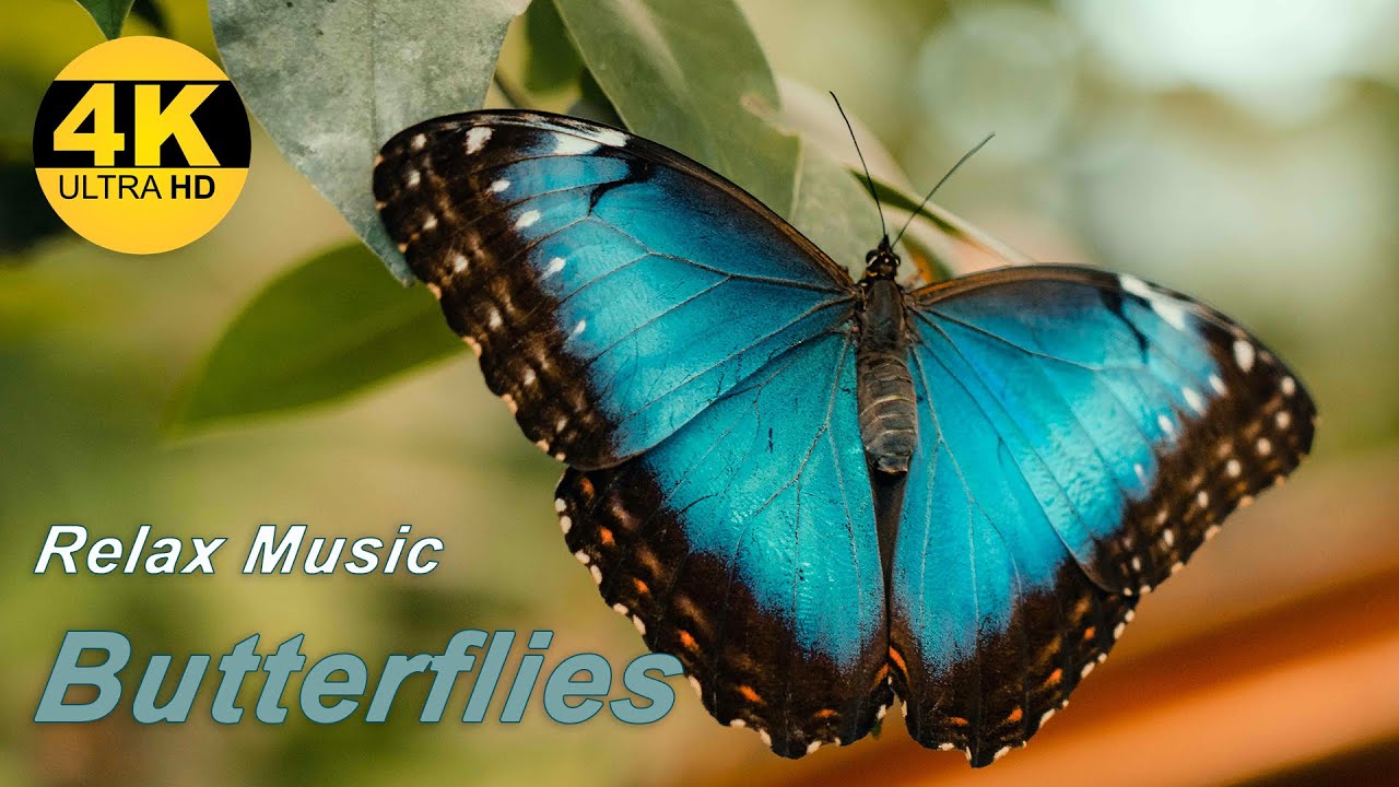 🎧Relax Music/Butterflies 🦋 Music for relaxation and sleep 🦋 Video UHD ...