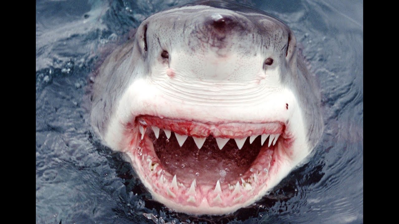"Jaws" returns ;) - YouTube