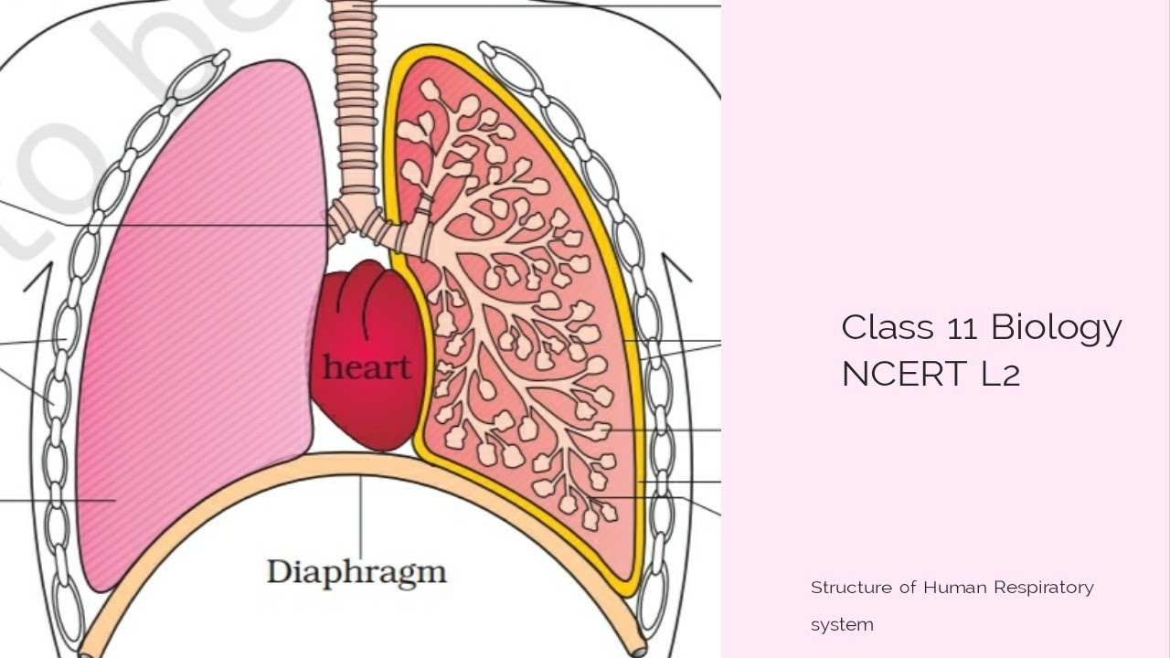 Class 11 BIOLOGY NCERT DESCRIPTION # Human Respiratory System L2 - YouTube