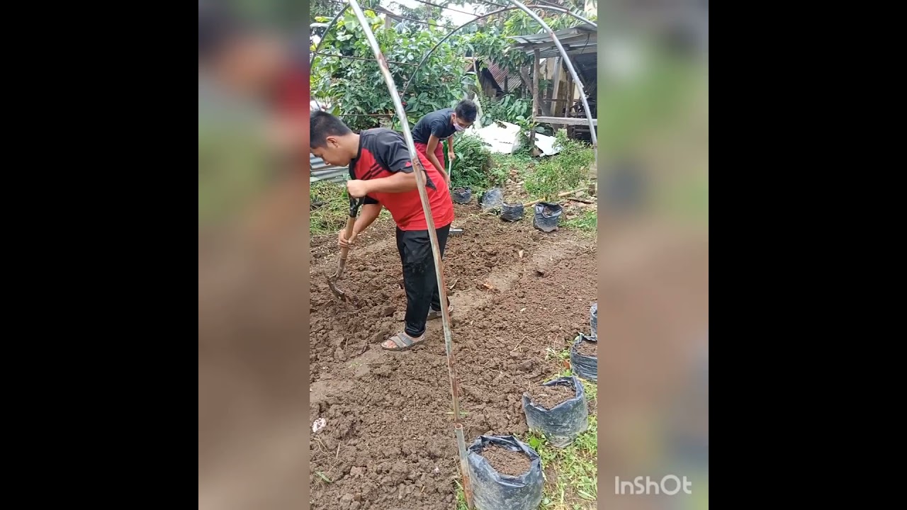 Land preparation (Making of garden plot for planting pechay) - YouTube