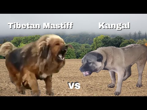 Kangal vs Tibetan Mastiff
