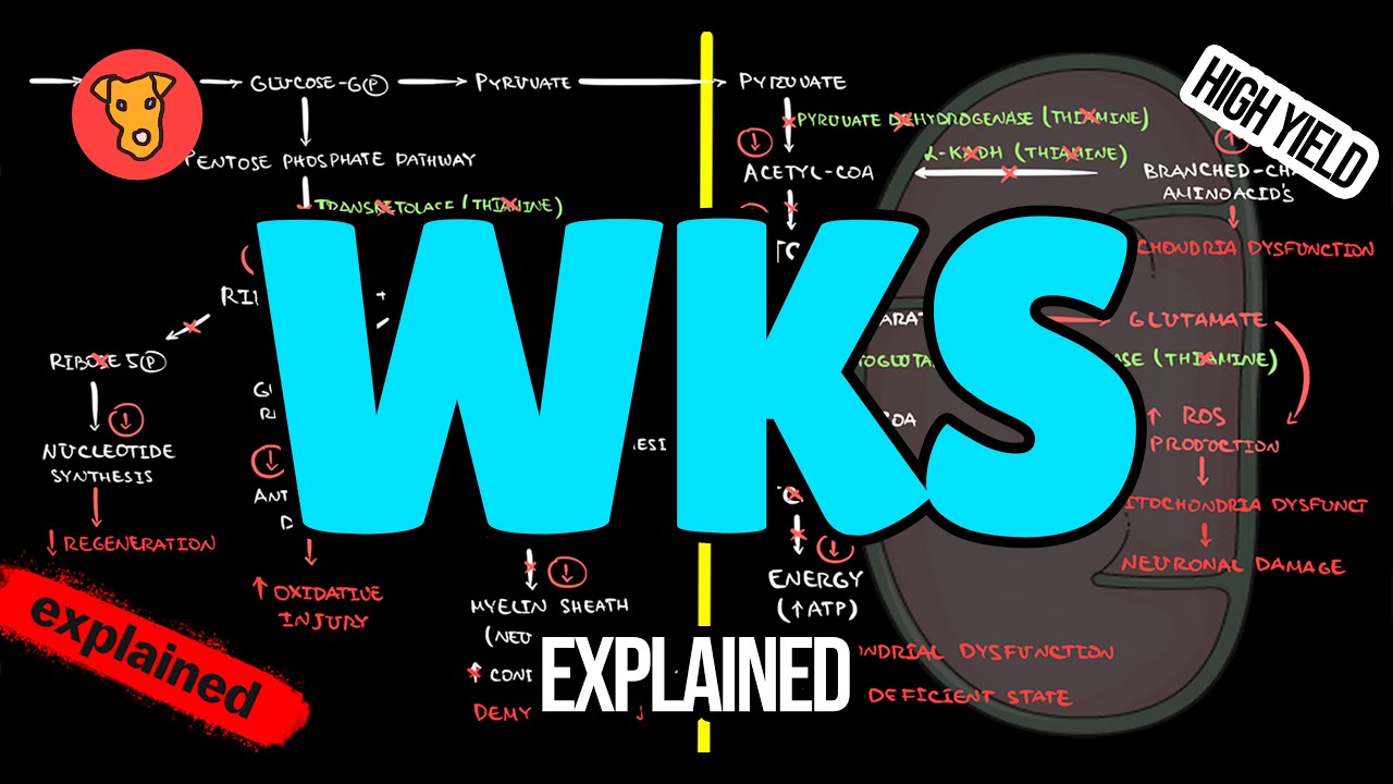 Wernicke-Korsakoff Syndrome EXPLAINED: Pathogenesis, Symptoms ...