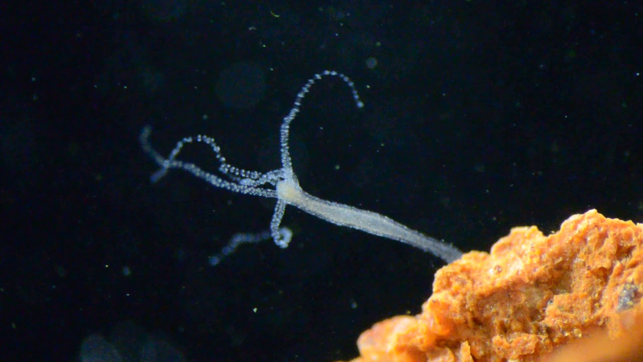 Hydra (Cnidaria) - YouTube