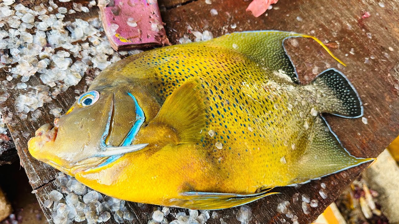 WoW ! Unveiling the Beauty of the Blue Ringed Angel Fish through ...