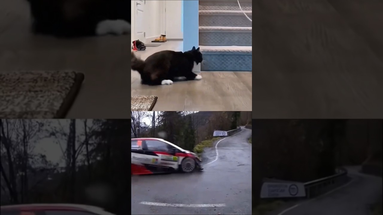Cat drift 😉👌🔥 #cat#cats#fyp#funnycat#foryou - YouTube