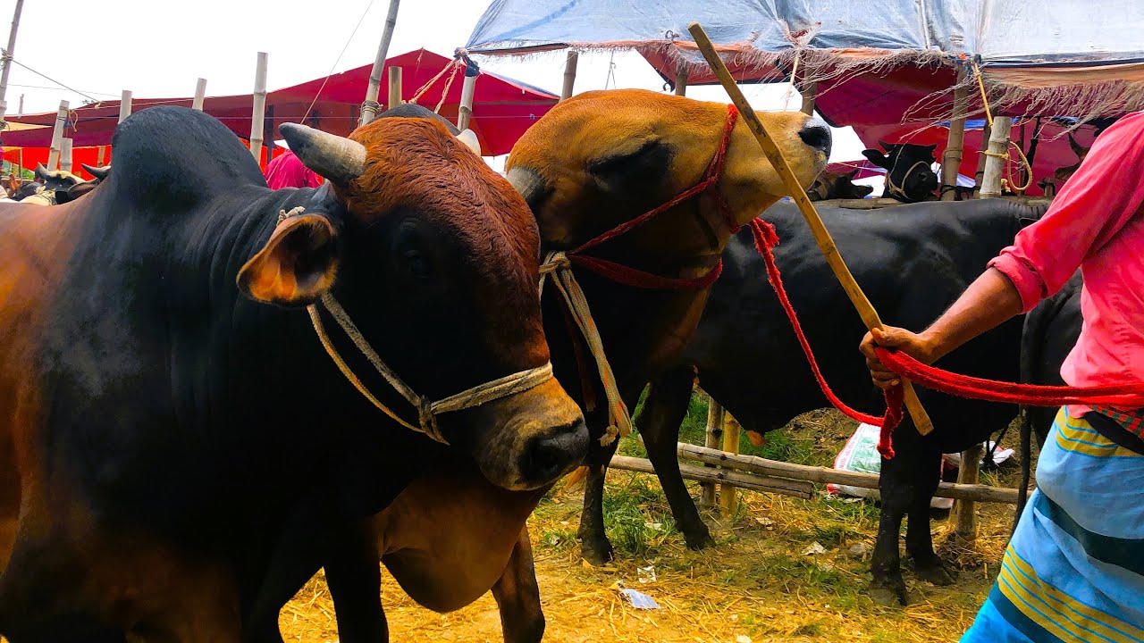 cow unloading, cow videos, cow video, animal, big cow, goru hamba cow ...