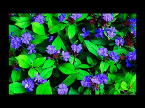 Flores de Bach n. 5 CERATO (Ceratostigma) - YouTube