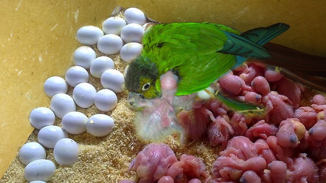 Alexandrine Parakeet breeding farming Indian green parrots chicks grow ...
