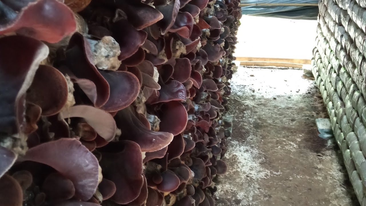 Tips Merawat baqlok jamur kuping setelah habis panen!!! - YouTube