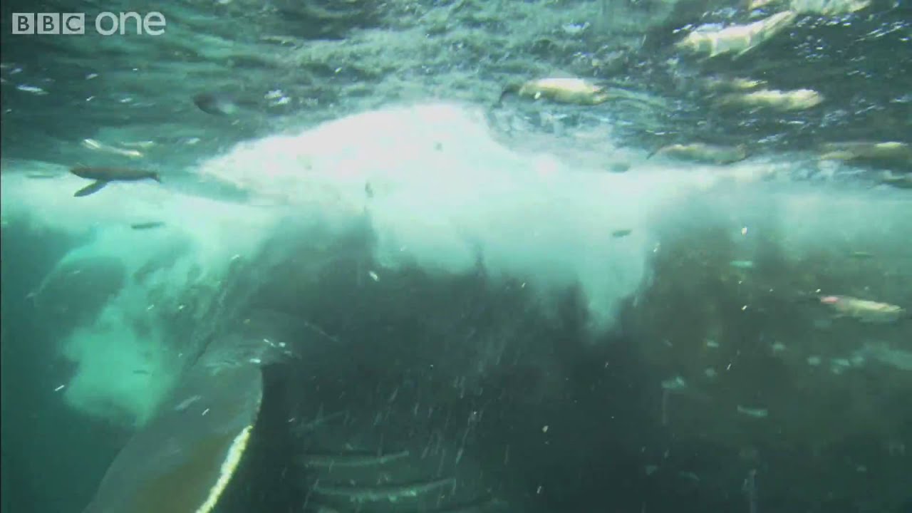 HD Web Extra: Whale GULP - Nature's Great Events - BBC One - YouTube