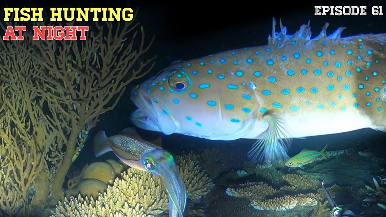 NIGHT SPEARFISHING EPISODE 61 | FISH HUNTING AT NIGHT - YouTube