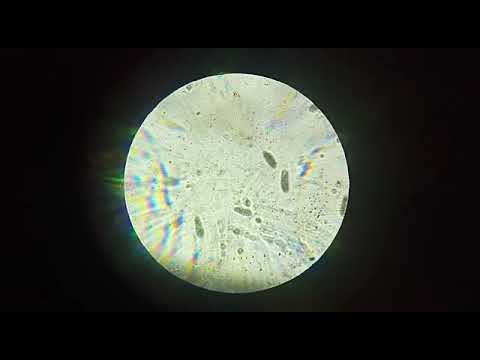 Protista air rendaman jerami BIOLOGI - YouTube