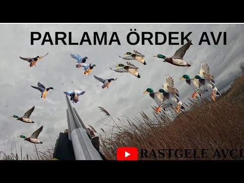 Yan Yana Gelen Yeşiller! 2 Fişekte 4 Vuruş | Parlama Avı