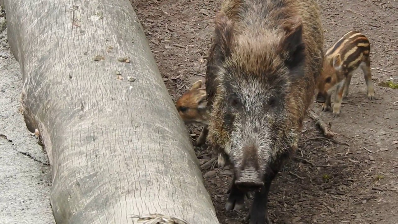 飲み足りないウリ坊 Wild boar & Boarlet 2018 0505 - YouTube