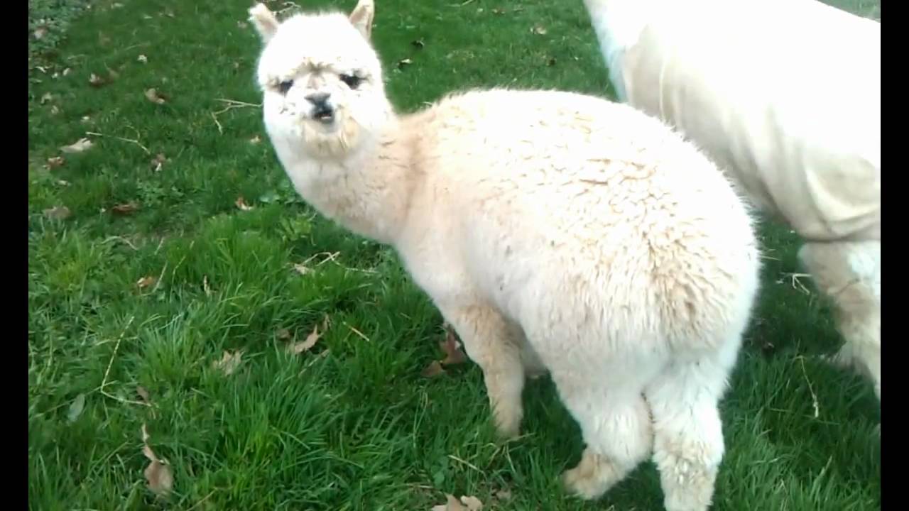 Flying Alpaca Leap - YouTube