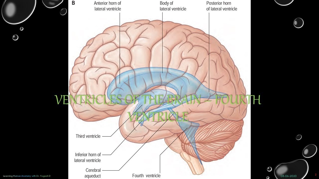 Anatomy of the Fourth Ventricle - Part 2 - YouTube