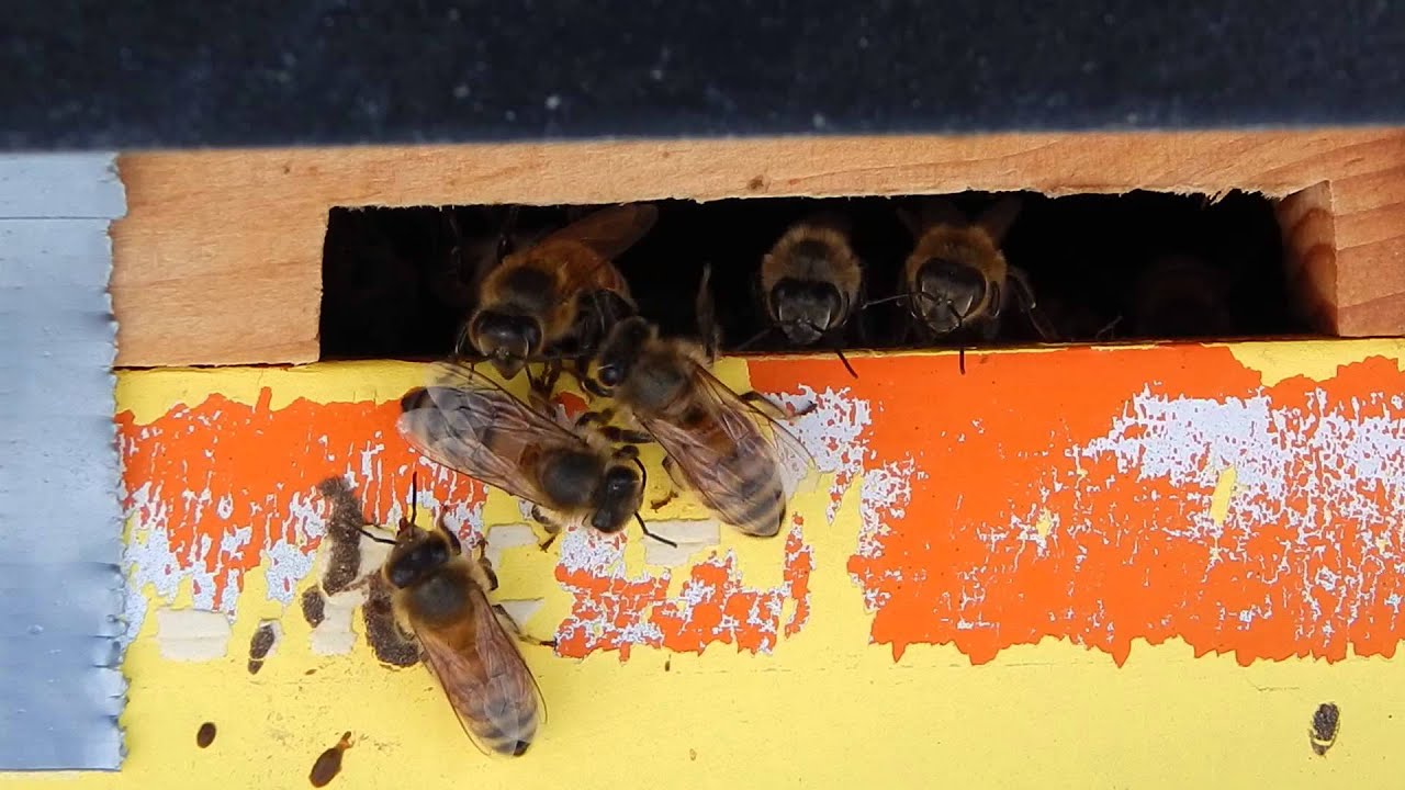 Cool Honey Bee Cleansing Flight 02/07/15!!! - YouTube