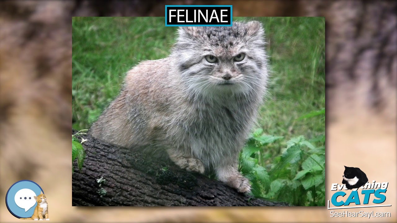 Felinae 🐱🦁🐯 EVERYTHING CATS 🐯🦁🐱 - YouTube