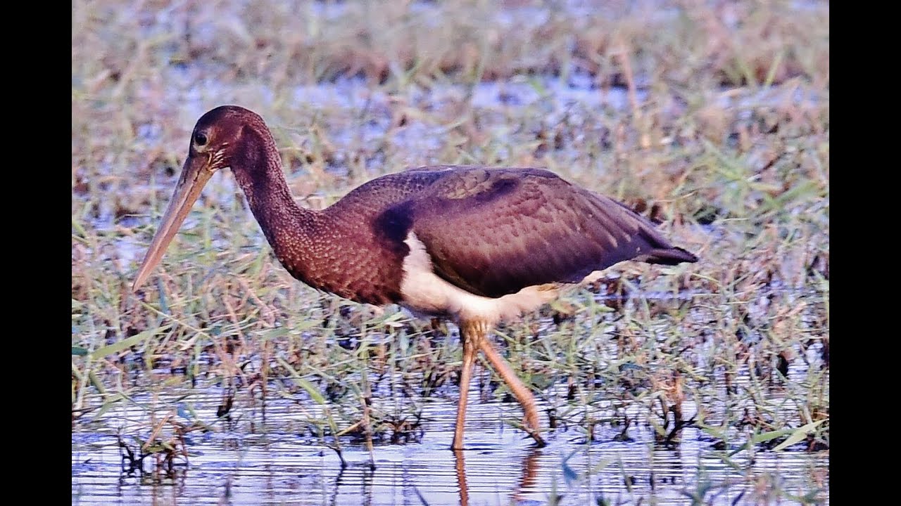 Black stork (Ciconia nigra) Μαυροπελαργός - Cyprus. - YouTube