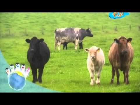 Ози Бу! Защити планету - Климат и энергия на планете - Вред от природы