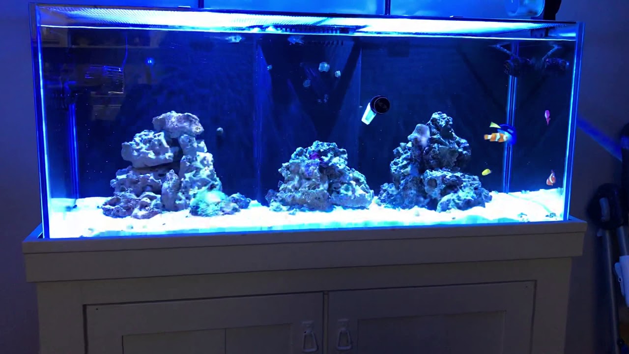 Starfire 90 Gallon aquarium - YouTube