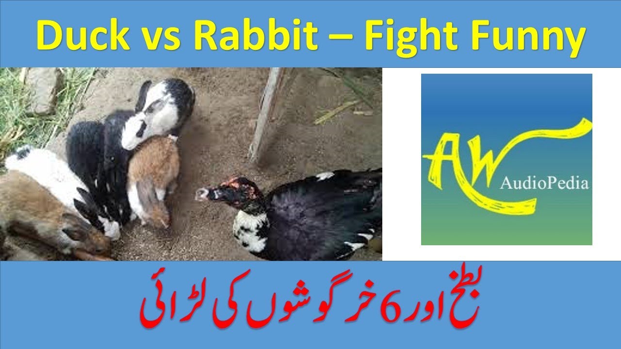 Duck Attacking Rabbits - Home Duck, Rabbit, Hen Forming - Duck vs ...